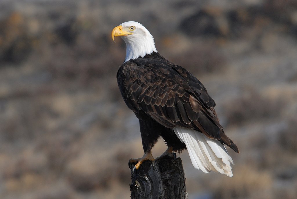 Eagle banded - Photopublicdomain.com