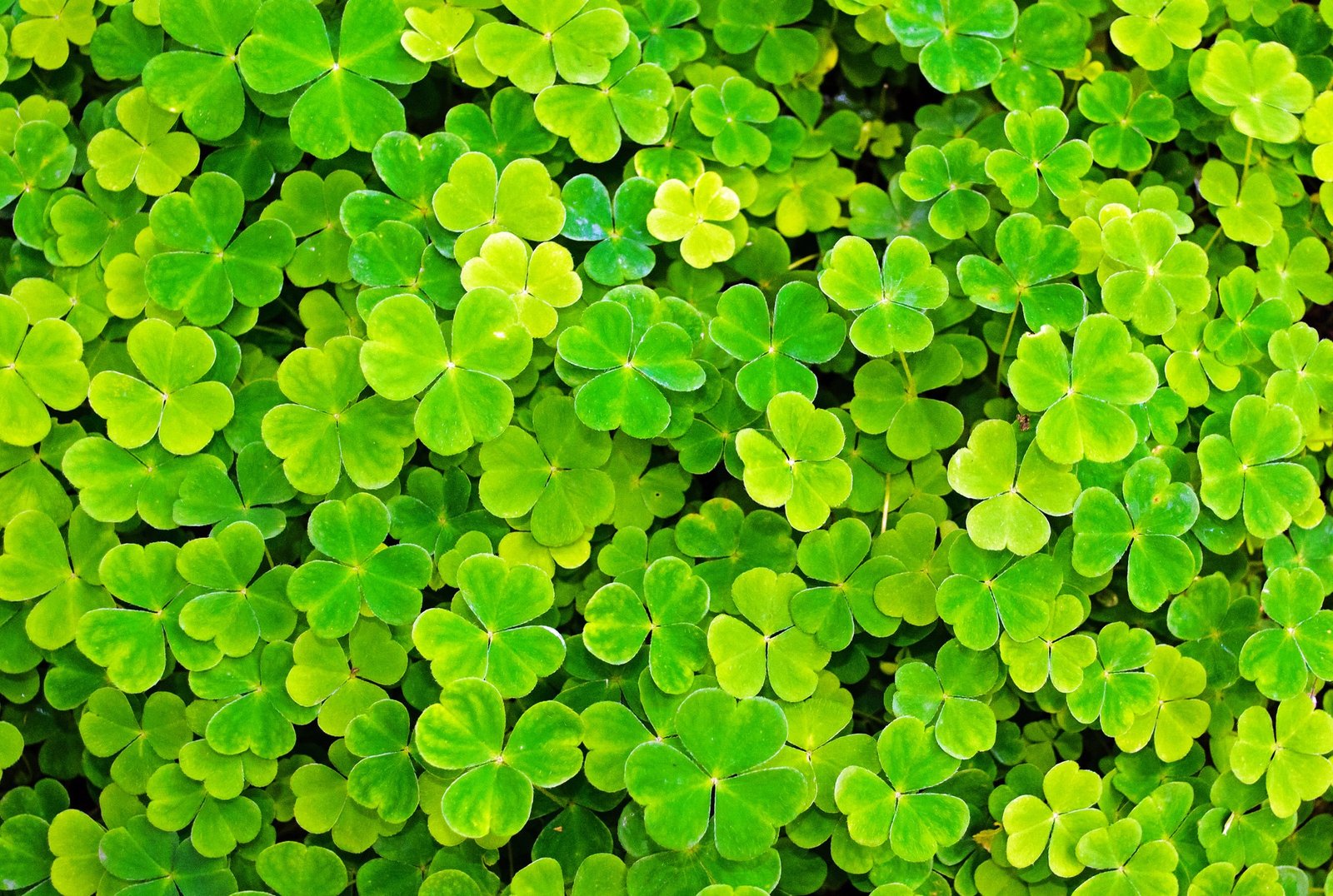 Green leaves background texture - Photopublicdomain.com Green leaves background texture - Photopublicdomain.com